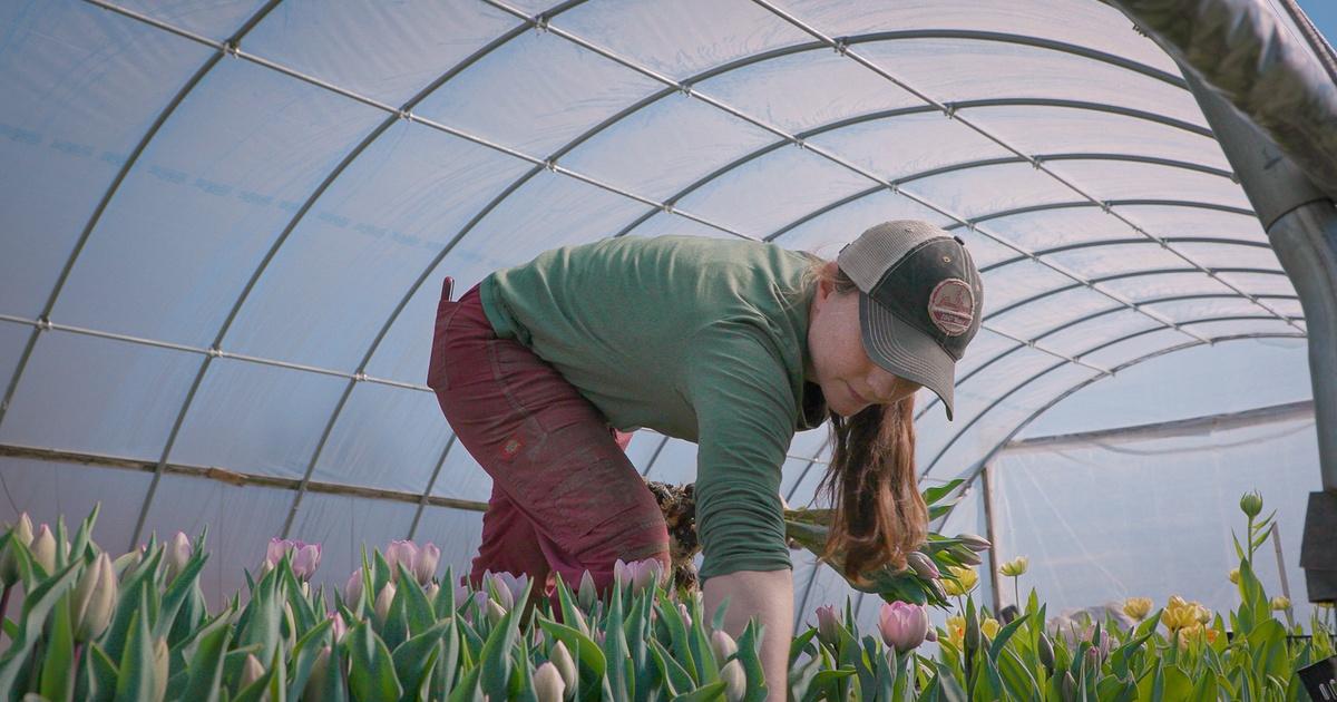Around the Farm Table | Growing Tulips at Green Light Farm | Season 8 ...