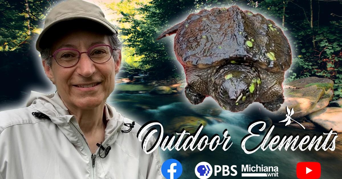 Outdoor Elements | Turtle Research Along Lake Erie | PBS