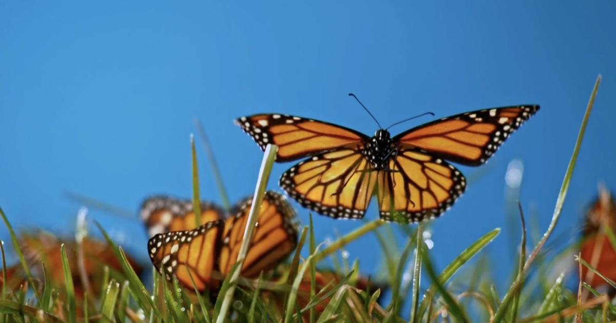Discovering Alabama | Insect Wonder | PBS