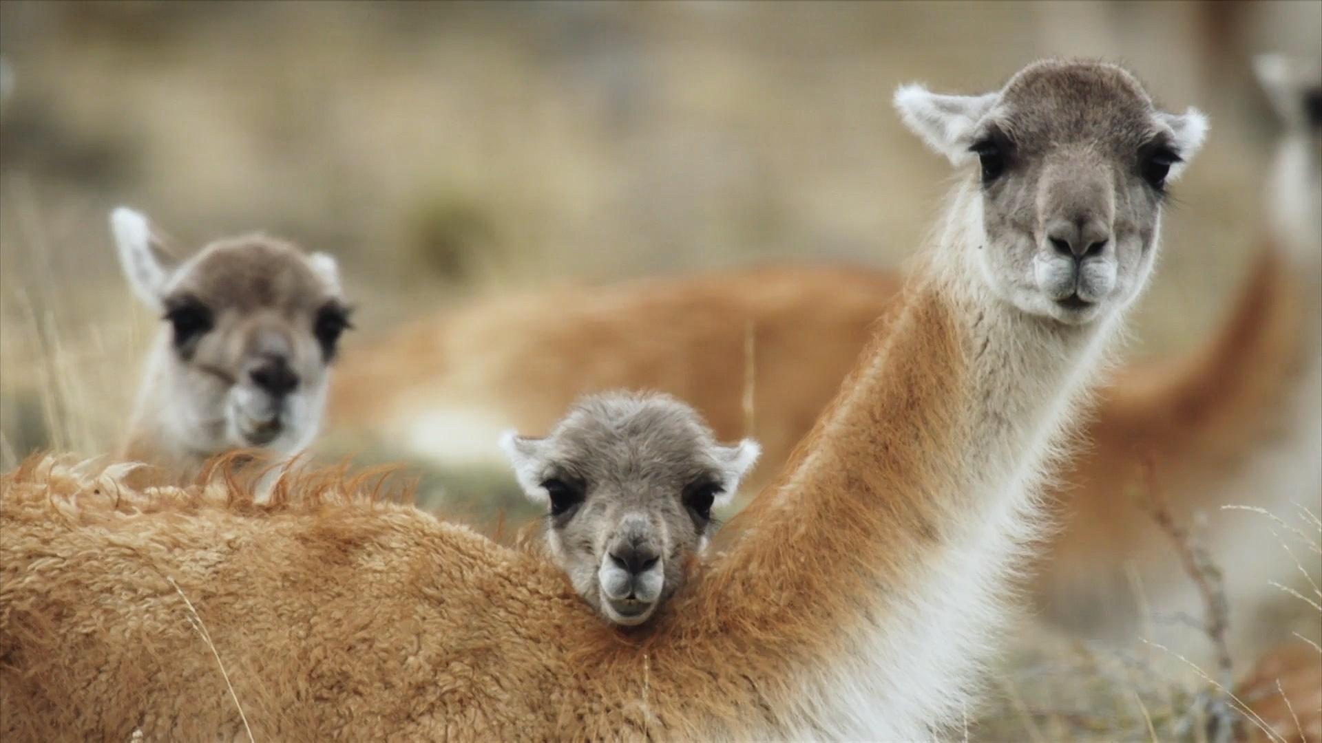 Guanacos Rare Birth Ritual | Nature | THIRTEEN - New York Public Media