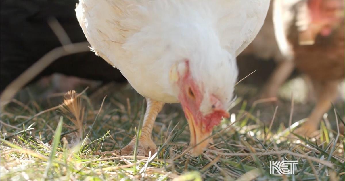 Kentucky Edition | The Cost of Backyard Chickens | Season 1 | Episode ...
