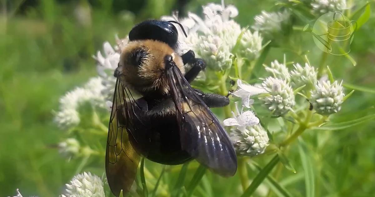 Virginia Home Grown | Native Plants for Pollinators | Season 19 ...