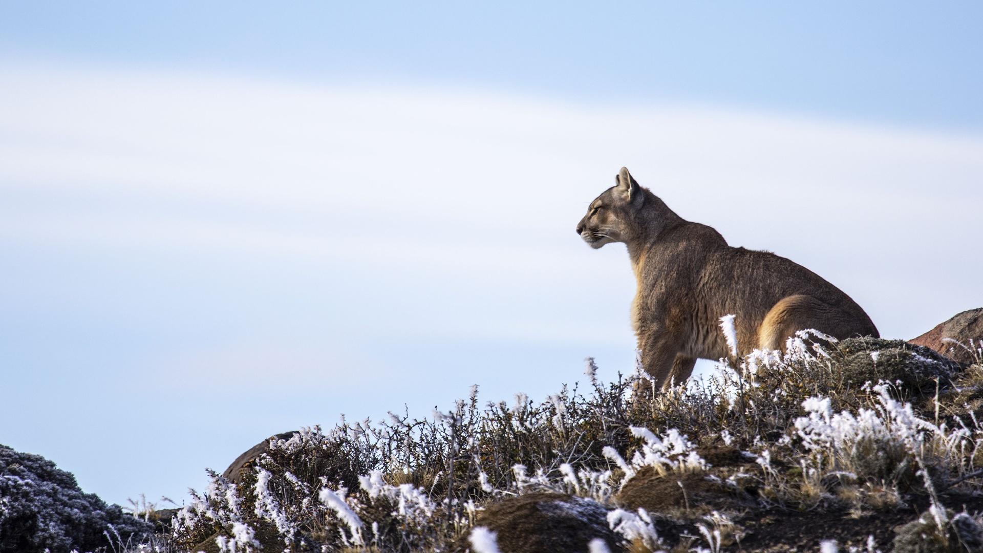 Preview of Pumas: Legends of the Ice Mountains | Nature | THIRTEEN ...