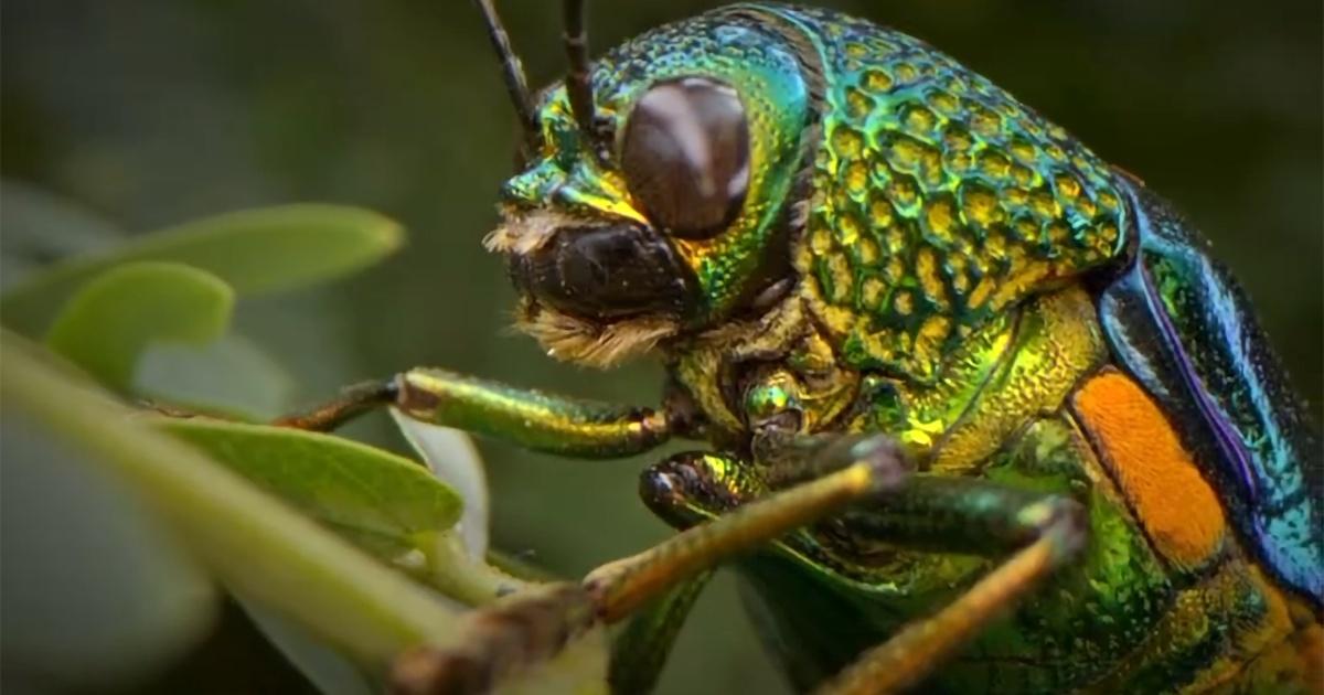 Bugs That Rule the World | Beetlemania | Episode 4 | WTTW