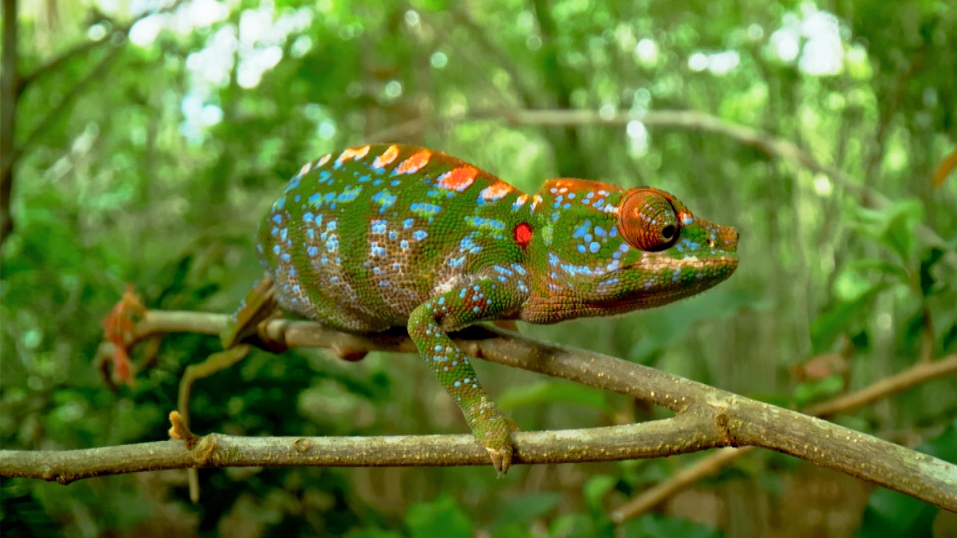 Filming The Life of a Matchstick-Sized Chameleon | Nature | THIRTEEN ...