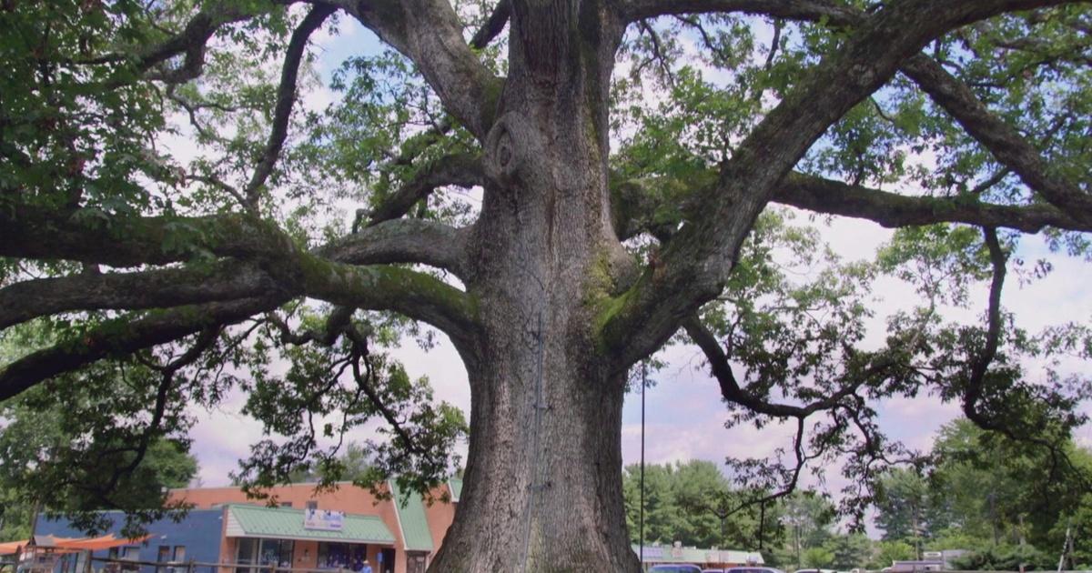 MPT Presents | Growing into Greatness: Maryland's Champion Trees | PBS
