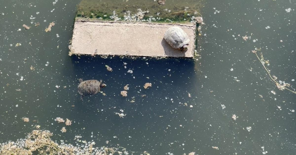 Chicago Tonight | Turtles Basking in the Chicago River | Season 2024 ...