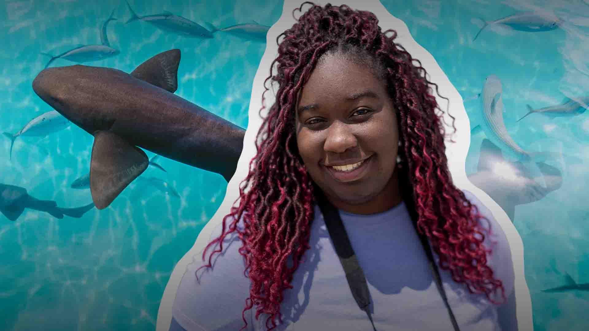 Shark "Traffic Jam": Inside a Biscayne Bay Shark Survey | Sharks ...