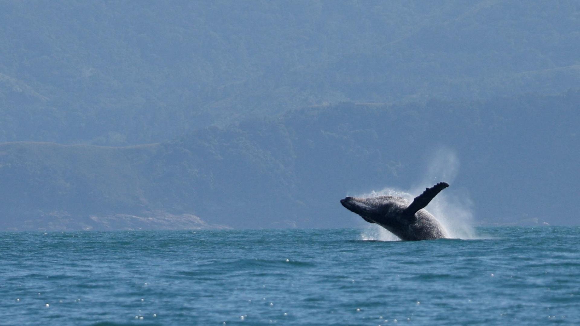 Scientists track humpback whale migration with help from AI | PBS News ...