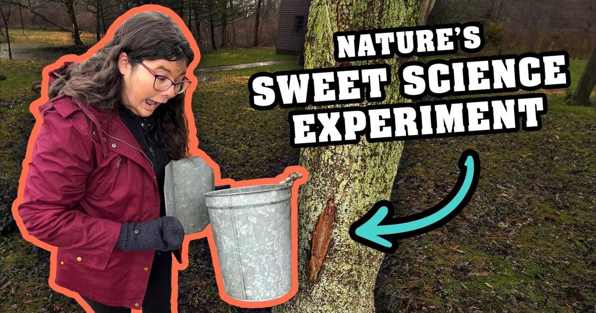 Compact Science | Can Science Explain Maple Syrup's Deliciousness ...