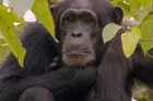 NOVA | NOVA Wonders What Are Animals Saying? | Season 45 | Episode 101 ...