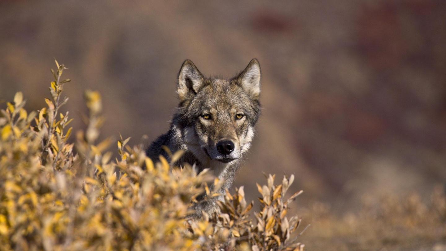 Wild Alaska Live | Video | THIRTEEN - New York Public Media