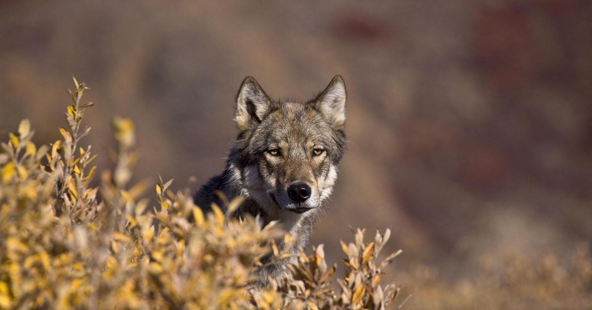 Wild Alaska Live | Episode 3 | PBS