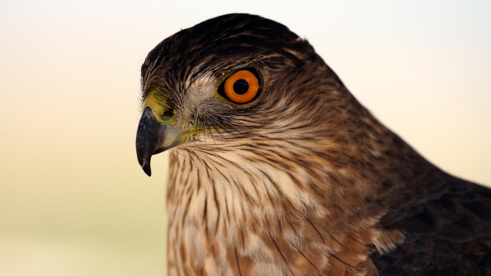 Hawk Migration | Autumnwatch New England | THIRTEEN - New York Public Media