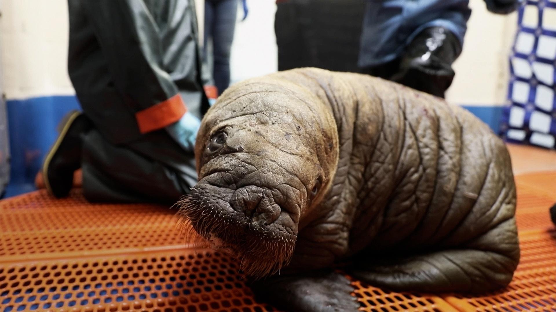 This Tiny Walrus Will Melt Your Heart | Nature | THIRTEEN - New York ...