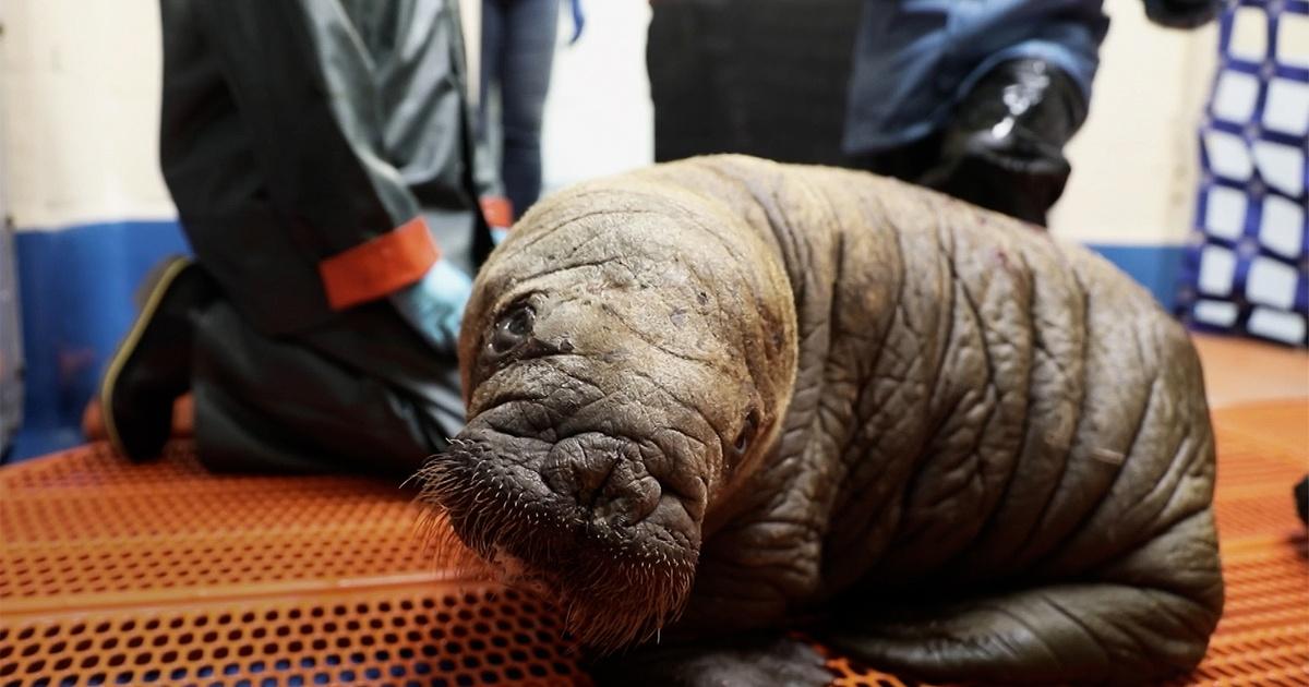 Nature | This Tiny Walrus Will Melt Your Heart | Season 44 | Episode 1 ...