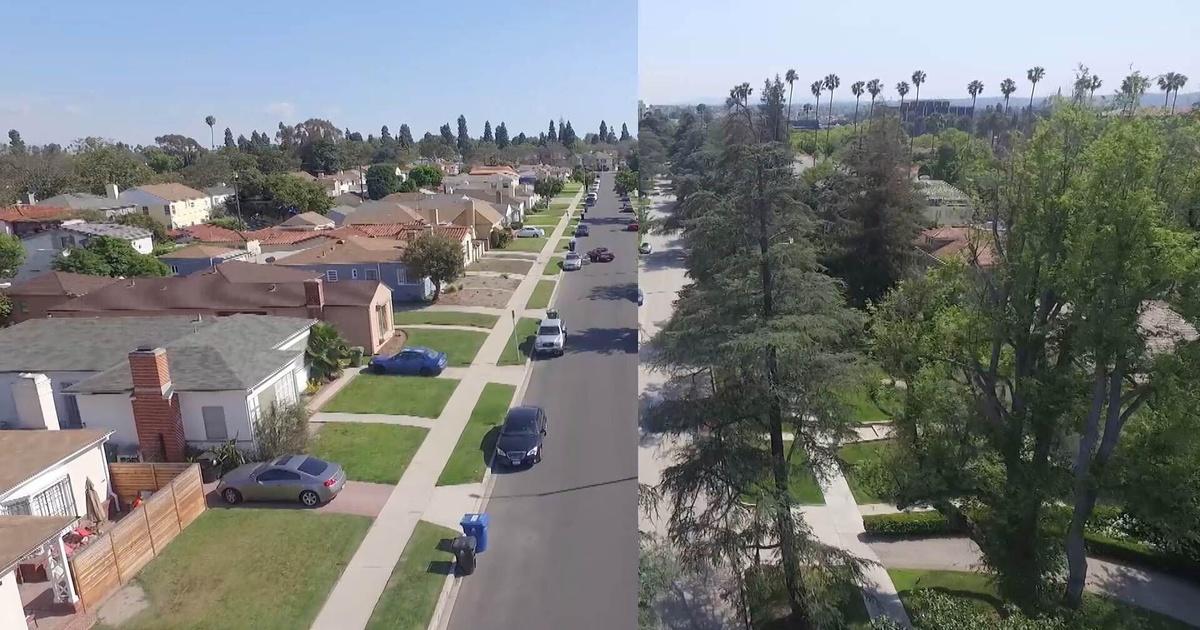 SoCal Connected | Web Extra: Comparing Neighborhood Tree Canopies | PBS