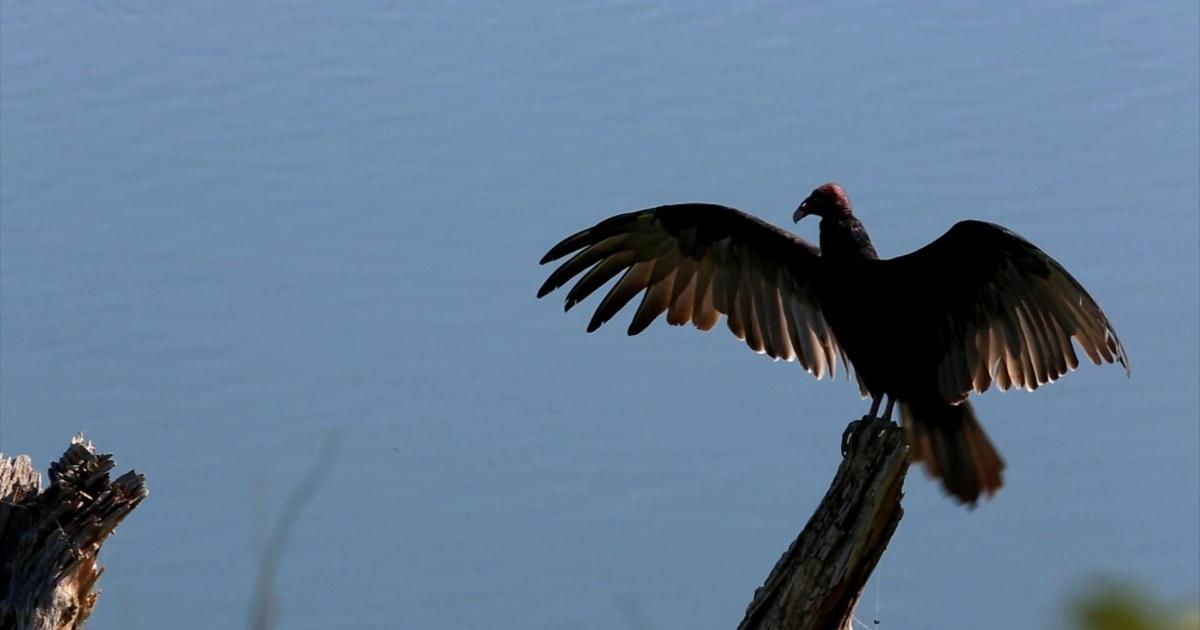 Texas Wild | Turkey Vultures | PBS