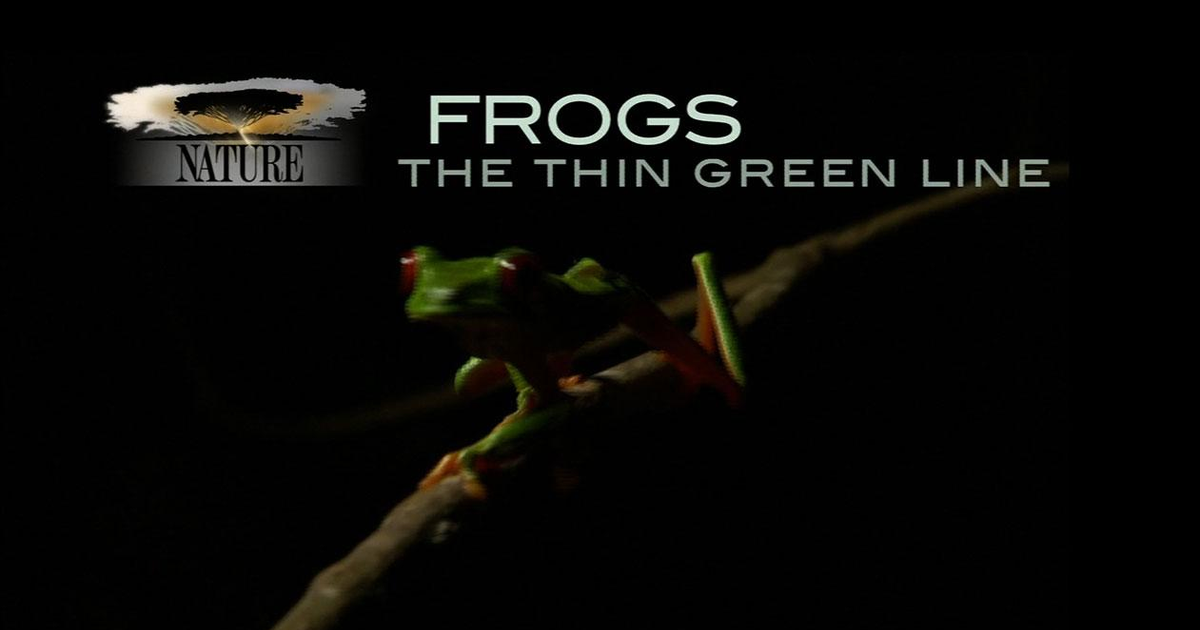 Arizona PBS Previews | Frogs: The Thin Green Line | PBS