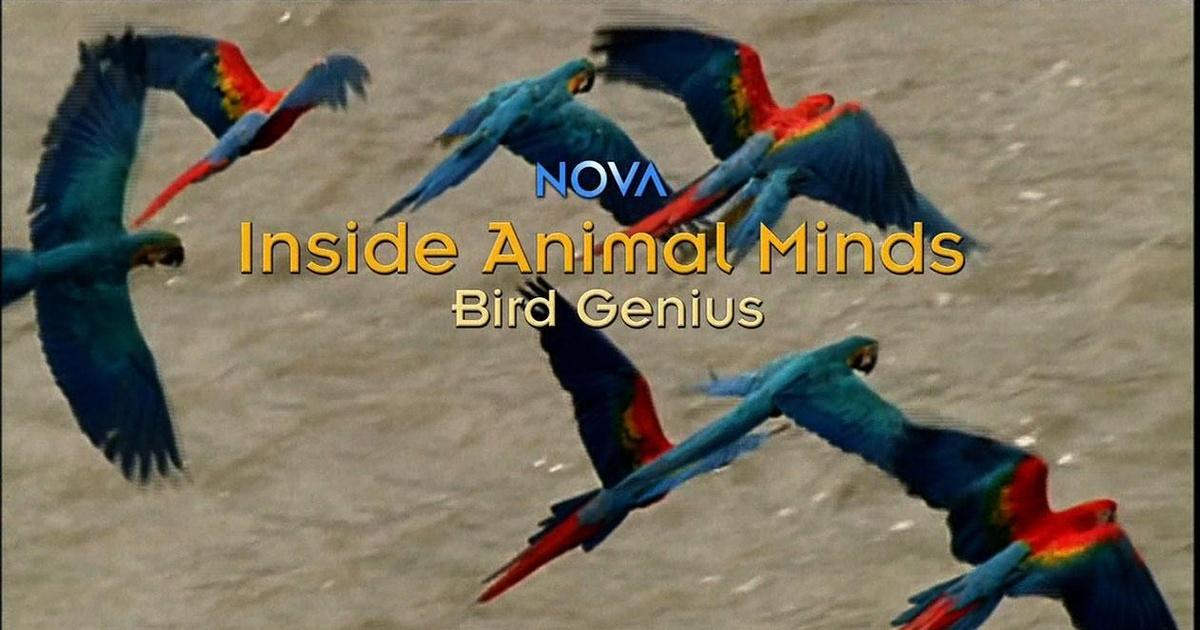 NOVA: Inside Animal Minds - Bird Genius | Arizona PBS Previews | PBS