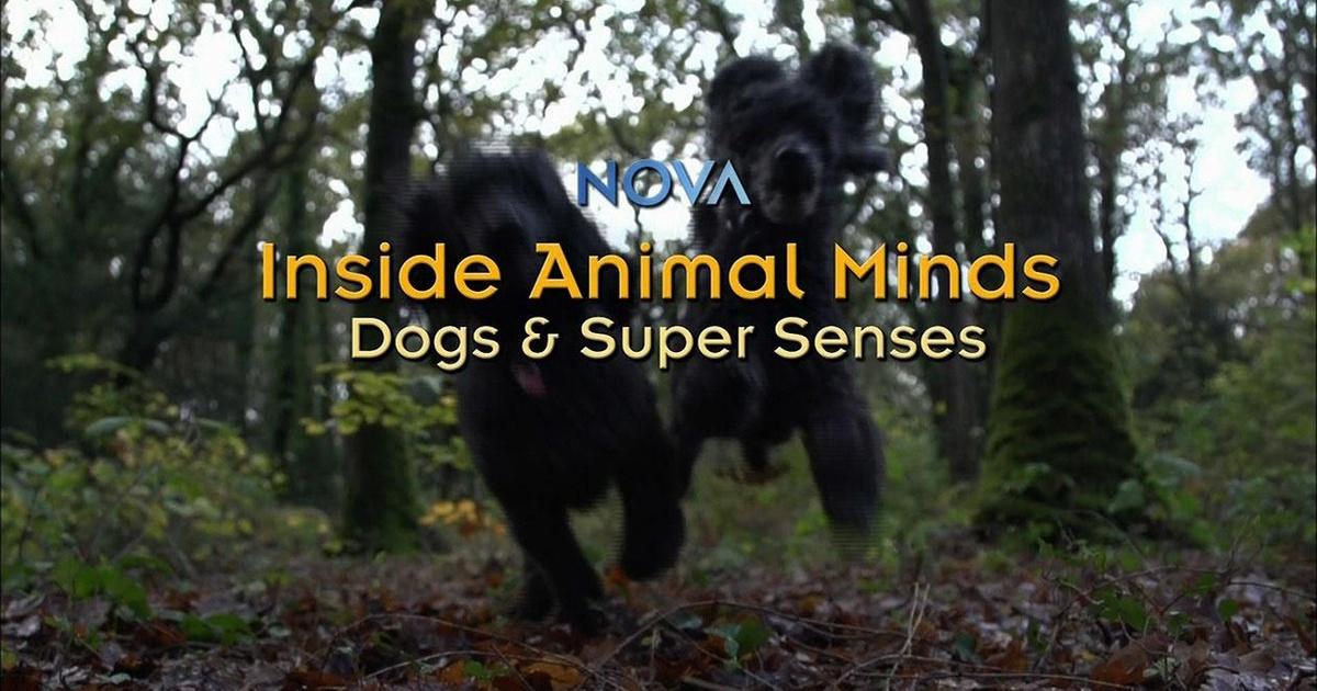 Arizona PBS Previews | NOVA: Inside Animal Minds - Dogs & Super Senses ...