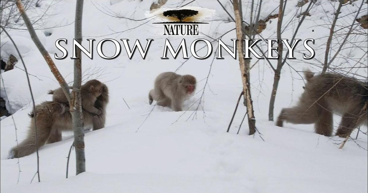 Arizona PBS Previews | Nature: Snow Monkeys | PBS