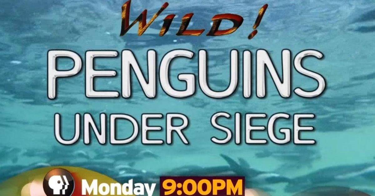 Arizona PBS Previews | Wild! “Penguins Under Siege” | PBS