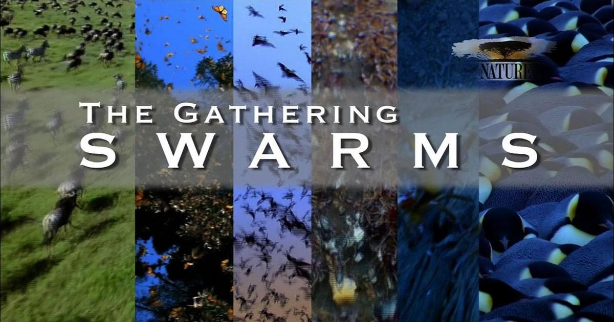 Arizona PBS Previews | Nature: Swarms | PBS