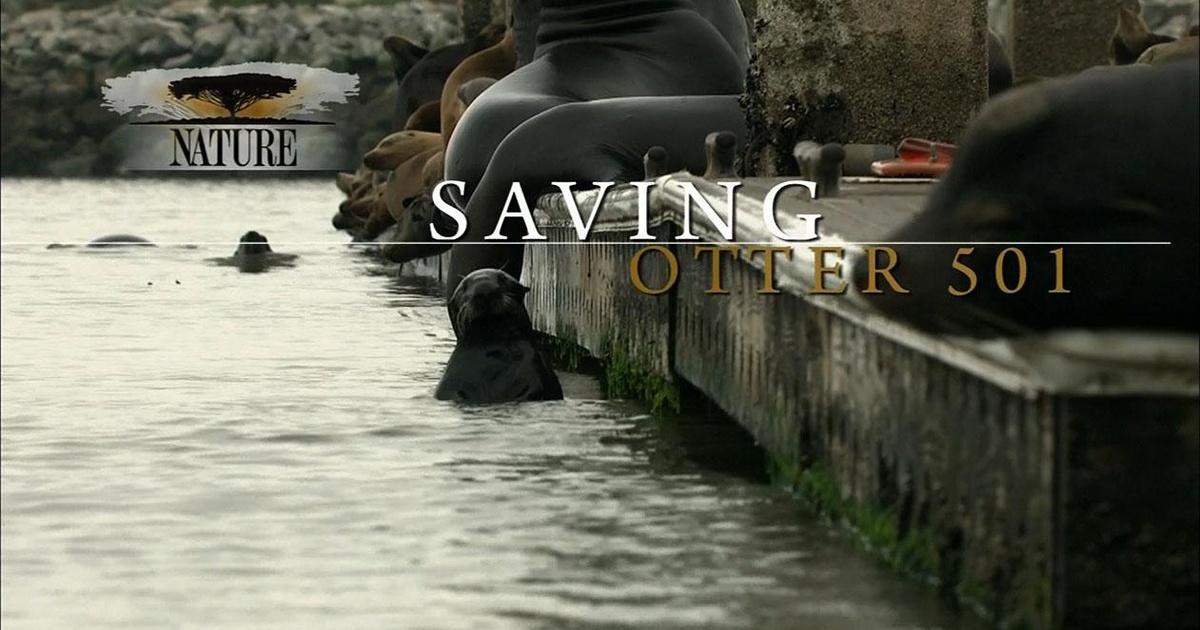 Arizona PBS Previews | Nature: Saving Otter 501 | PBS