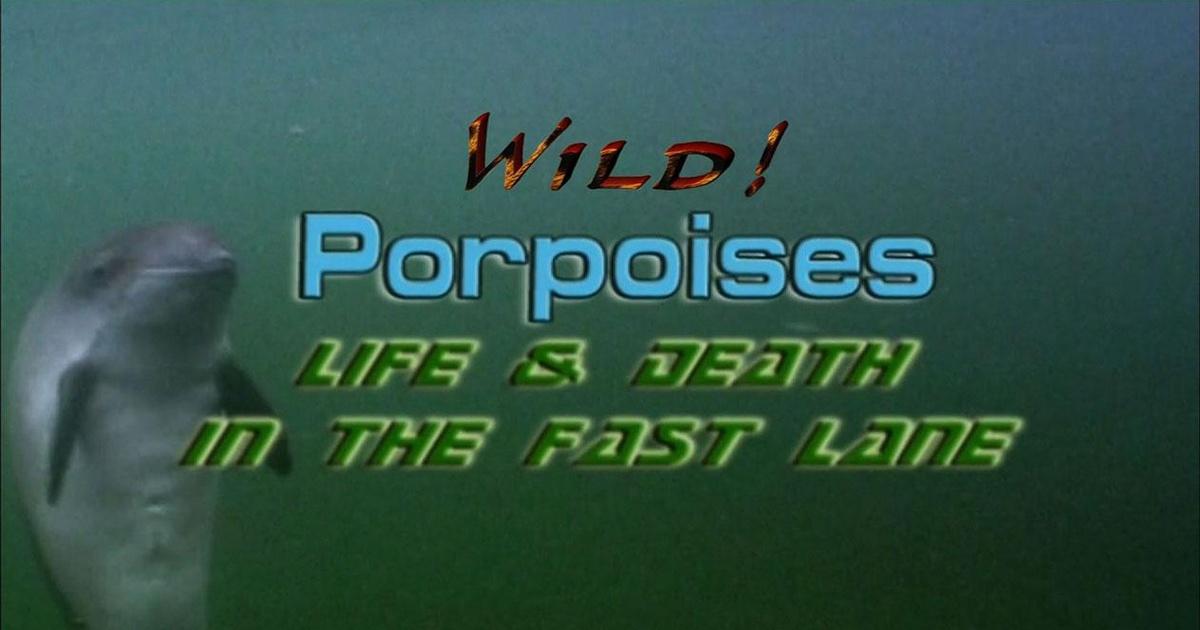 Arizona PBS Previews | Wild! Porpoises in Peril | PBS