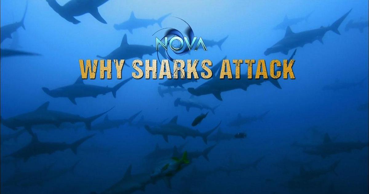 Arizona PBS Previews | NOVA: Why Sharks Attack | PBS
