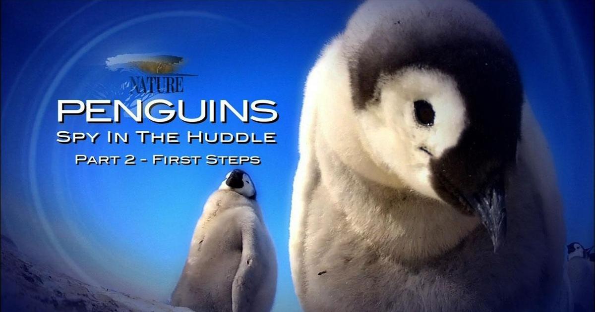 Arizona PBS Previews | Penguins: Spy in the Huddle - First Steps | PBS