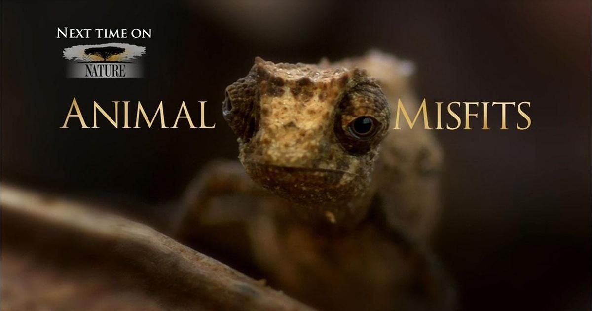 Arizona PBS Previews | Nature: Animal Misfits | PBS