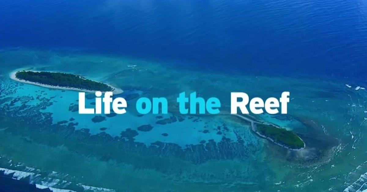 Arizona PBS Previews | Life on the Reef, part 1 | PBS