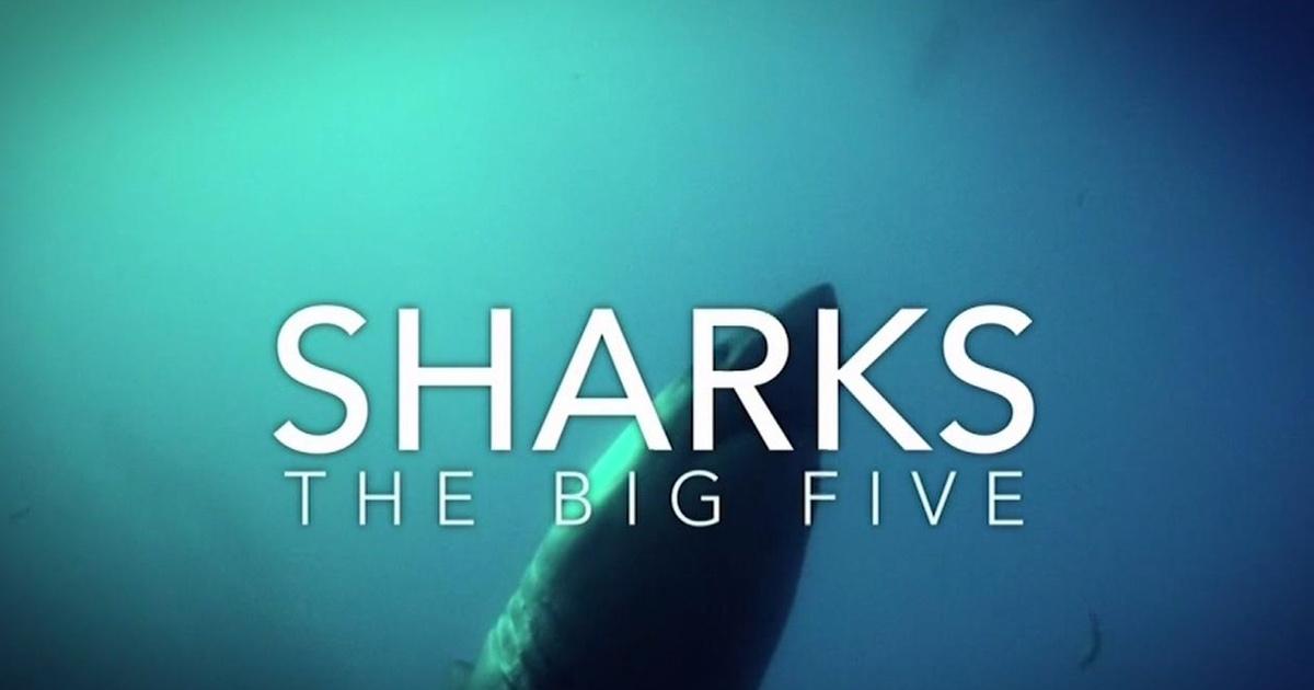 Arizona PBS Previews | Sharks: The Big Five | PBS