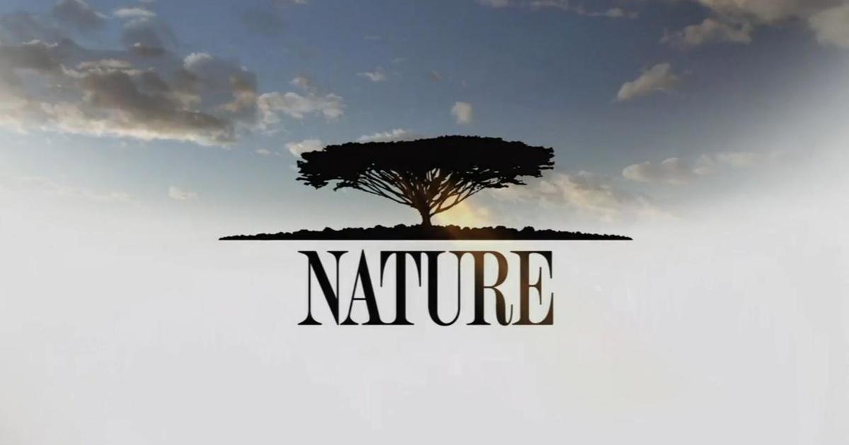 Pbs Nature Logo