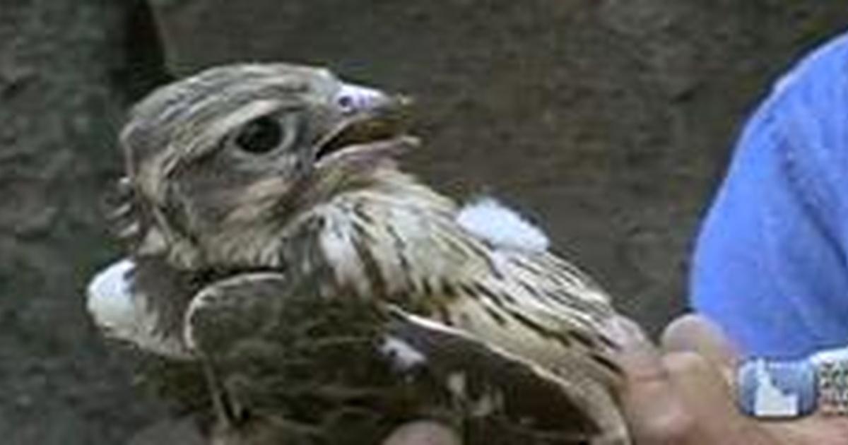 Idaho Public Television Specials | The Vertical Environment | PBS