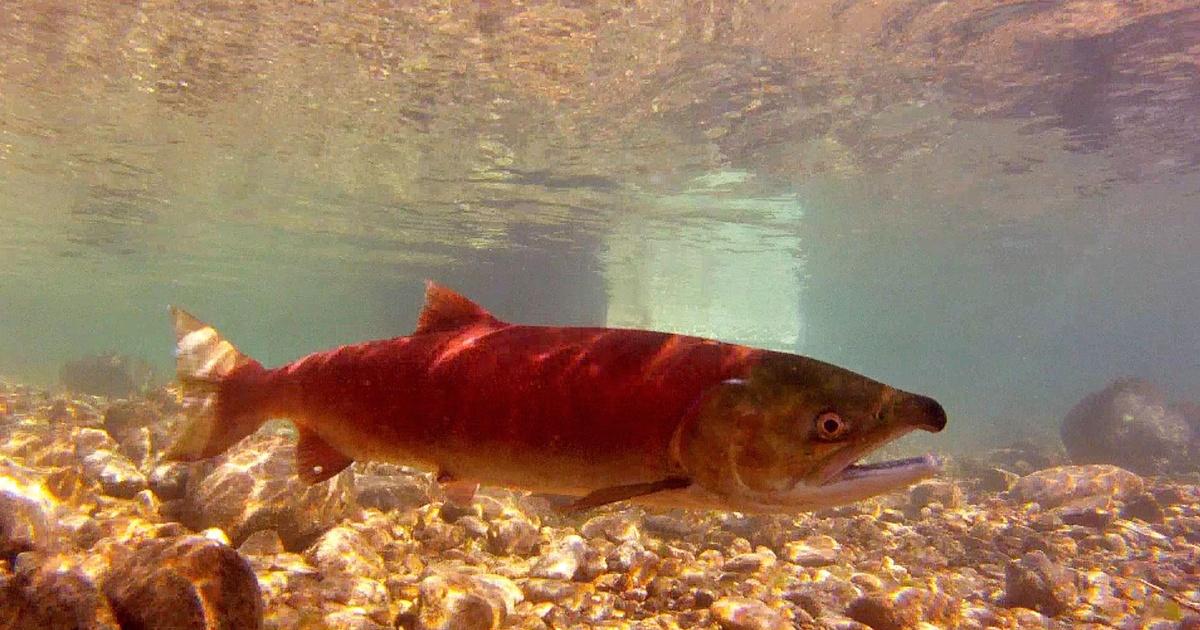 Science Trek | Salmon | PBS