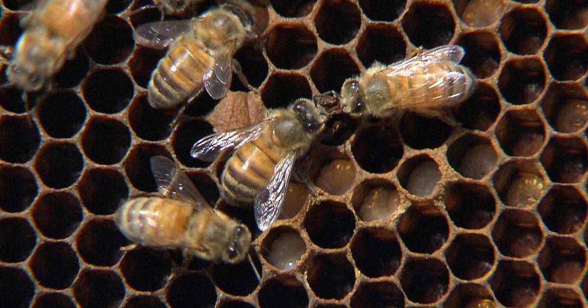 Science Trek | D4K: Bees | Houston PBS