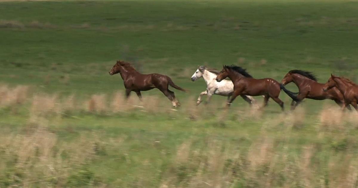 Science Trek | Horses | THIRTEEN PBS