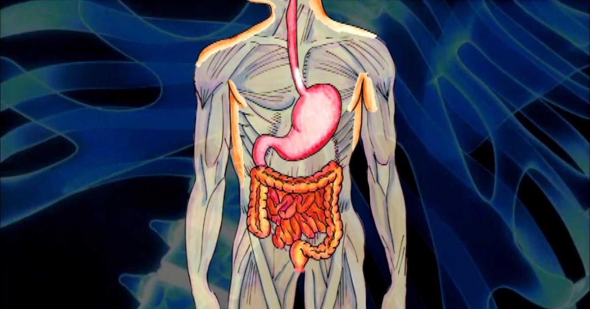 Science Trek | The Web Show: Digestive System | THIRTEEN PBS