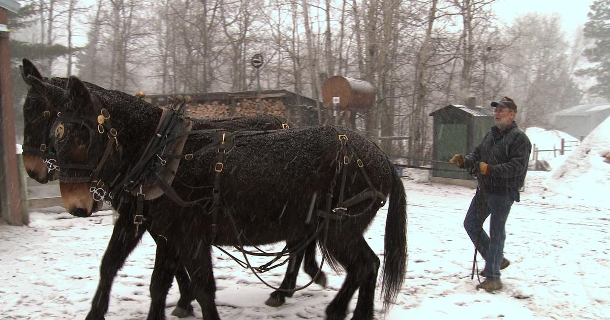 Joe Dahlby Mule Team | Season 6 Episode 18 | Common Ground | PBS