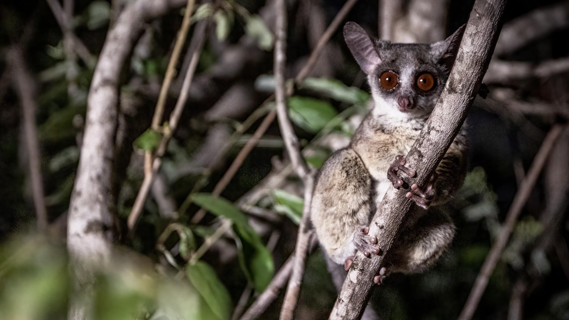Tiny Bush Baby Hunted by Dangerous Genet | Nature | THIRTEEN - New York ...