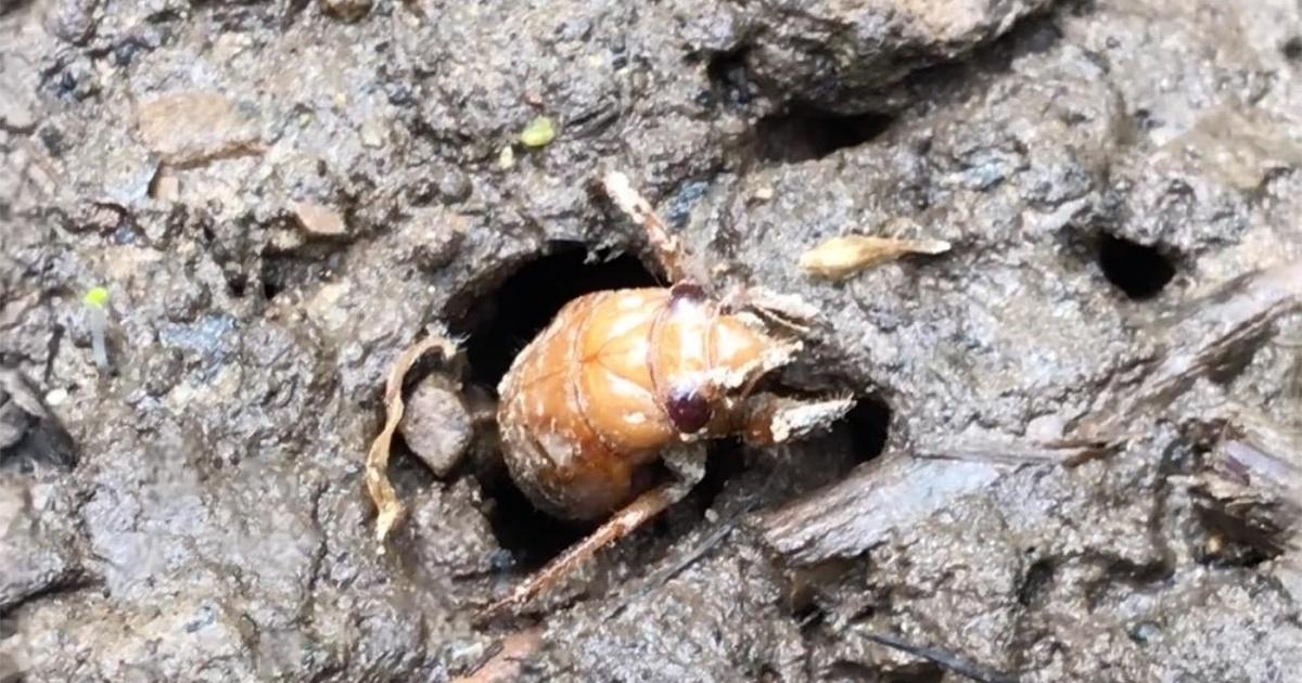 Chicago Tonight | Cicada Emerges From Hole After Rain in Cook County ...