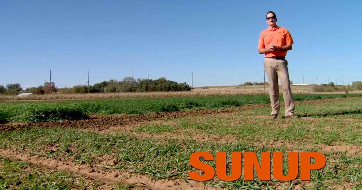SUNUP | Condition of Oklahoma's Wheat Crops | PBS