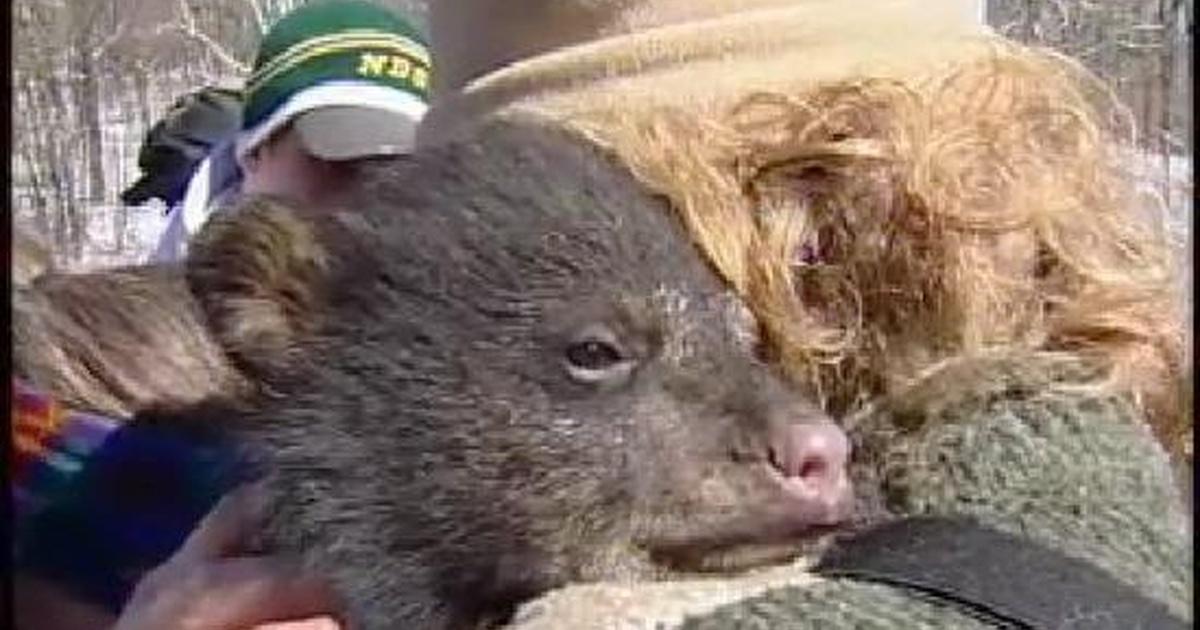 Almanac | Those Cuddly Camp Ripley Bears | Season 2003 | Episode 27 | PBS