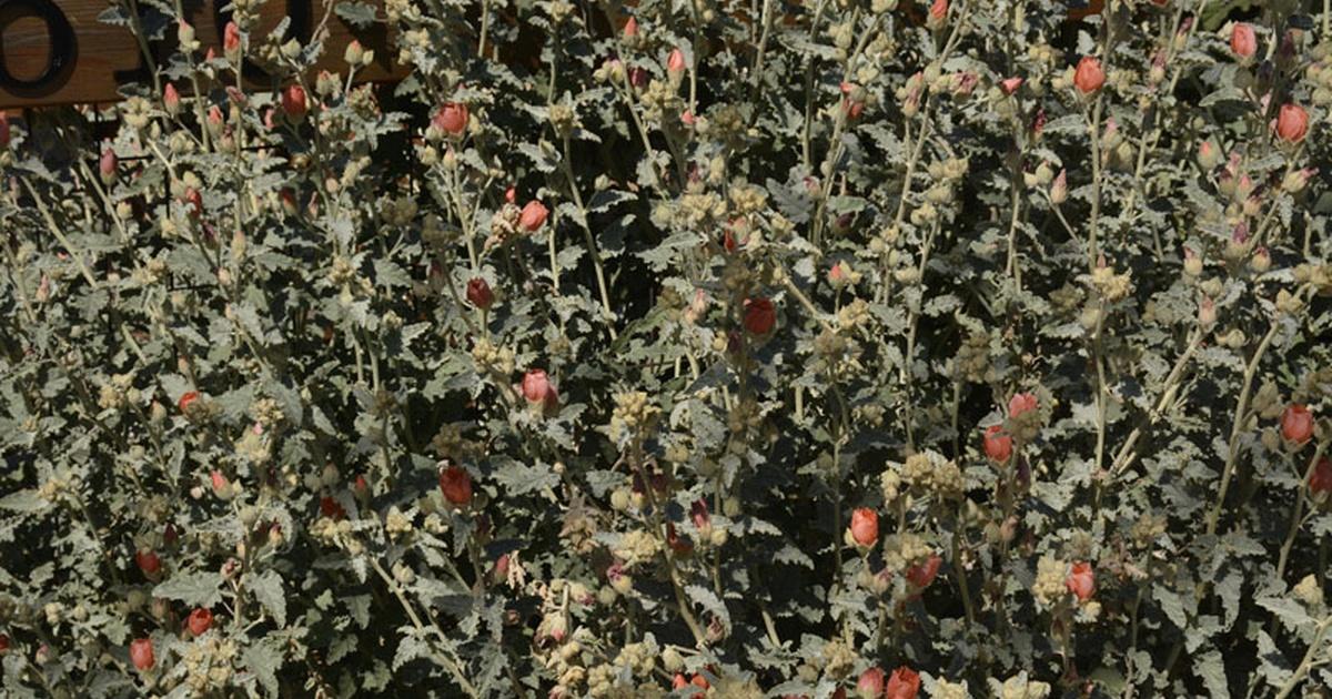 Central Texas Gardener Watering Tips For Native Plants Season 22
