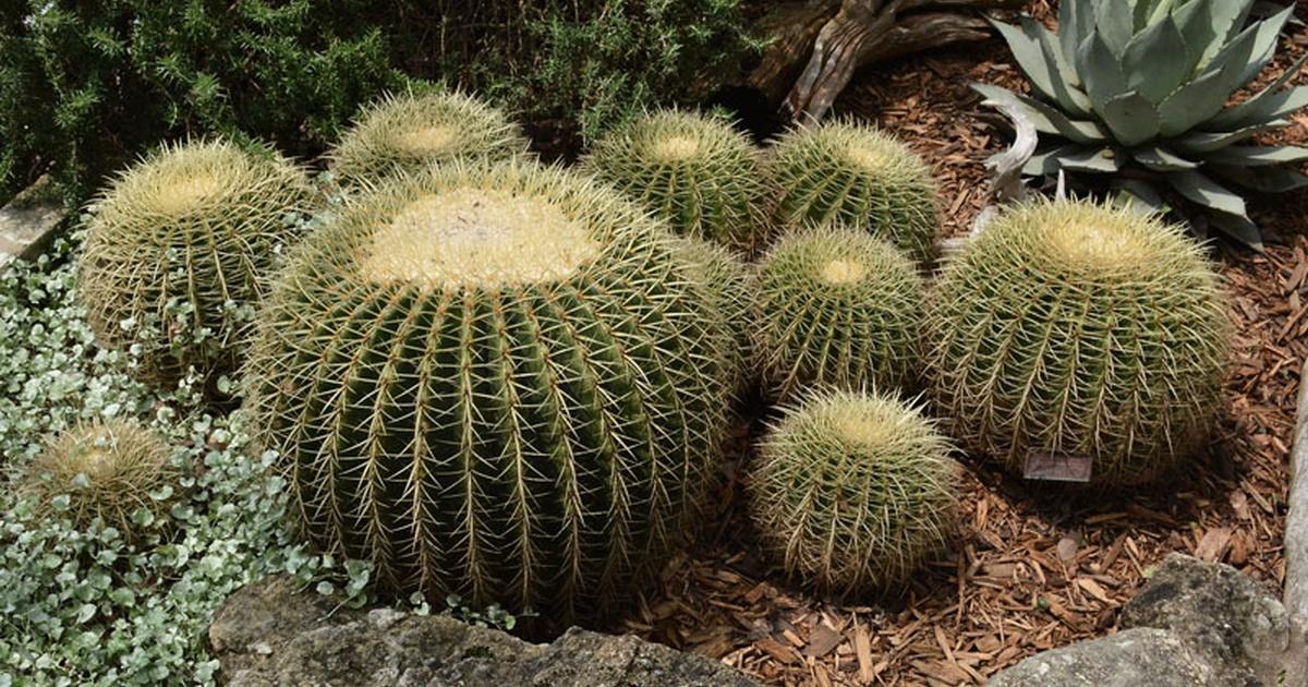 Central Texas Gardener | Photo Tips with Janet Riley | Season 22 ...