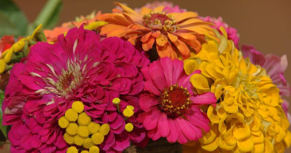 Central Texas Gardener Native Perennials For Wildlife Season 22
