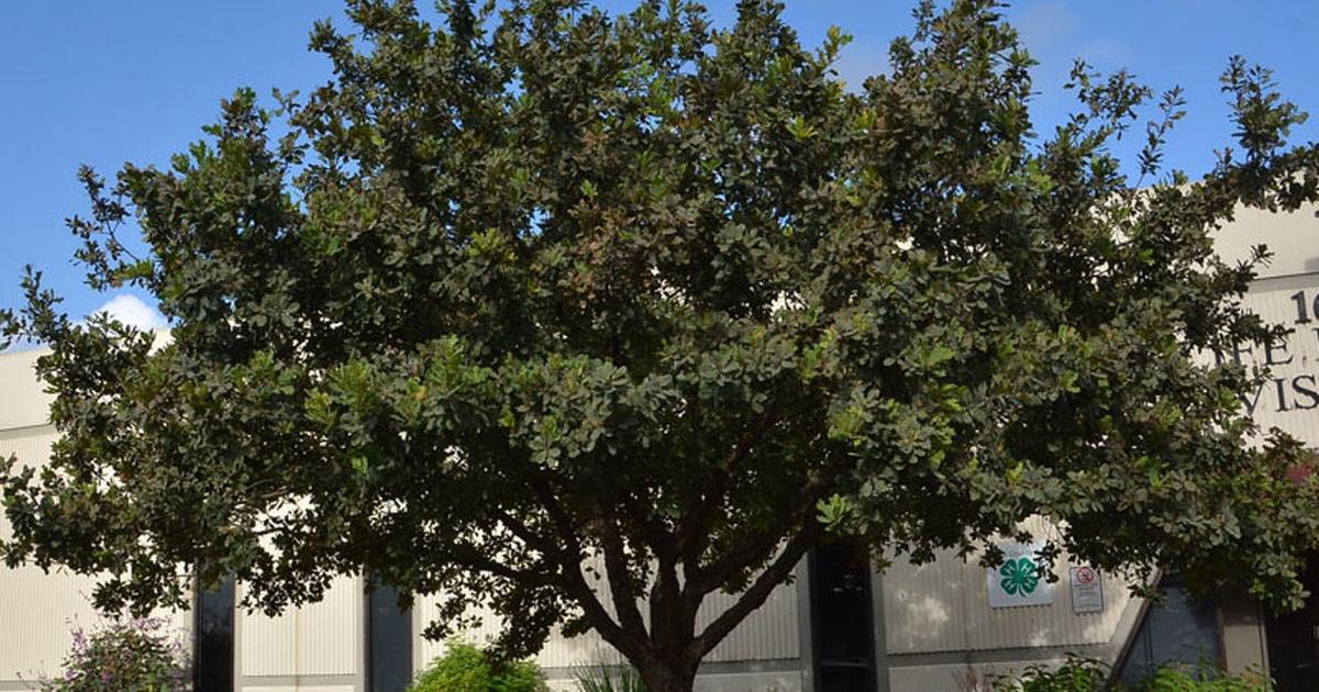 Central Texas Gardener | Living Christmas Trees | PBS